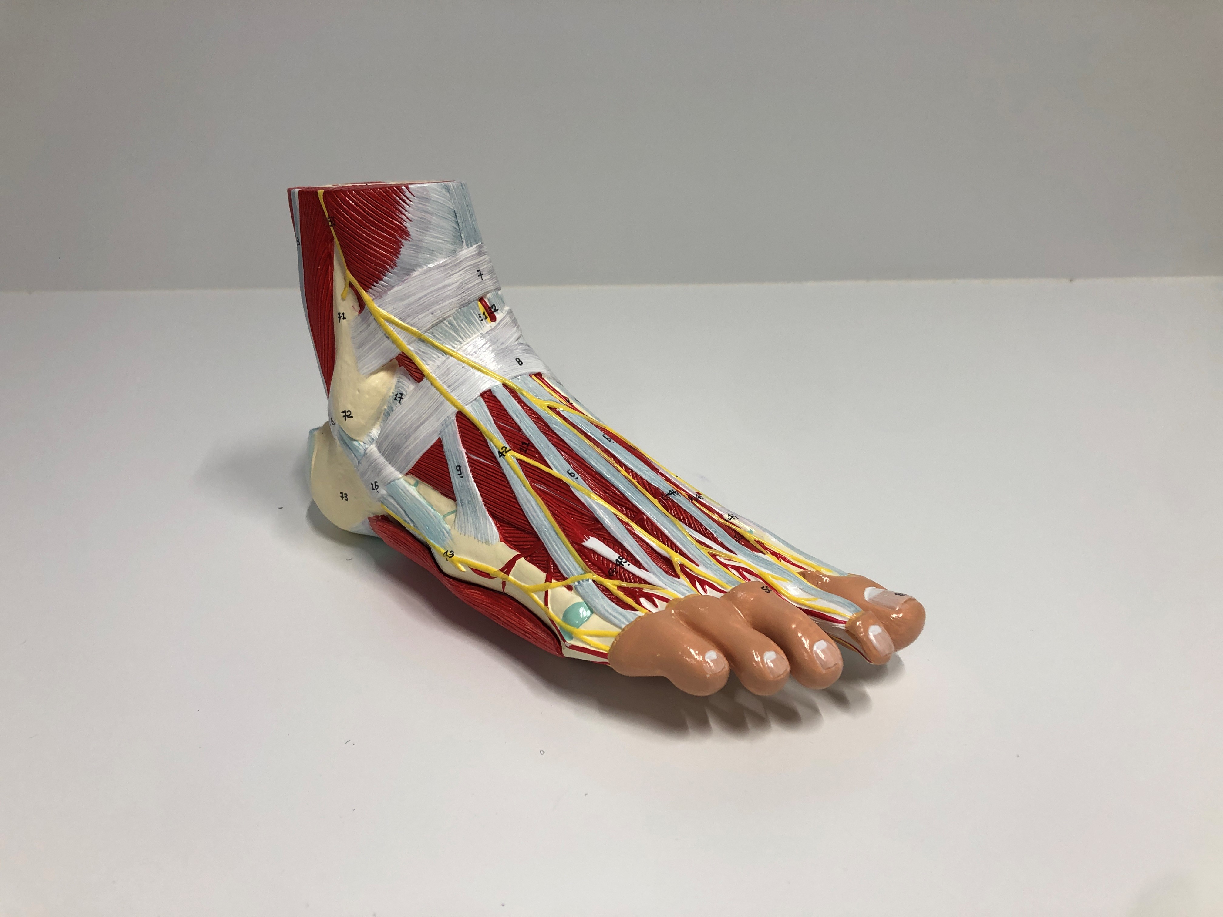 Enkel en voet letsels – Dr. Gilles Thuysbaert